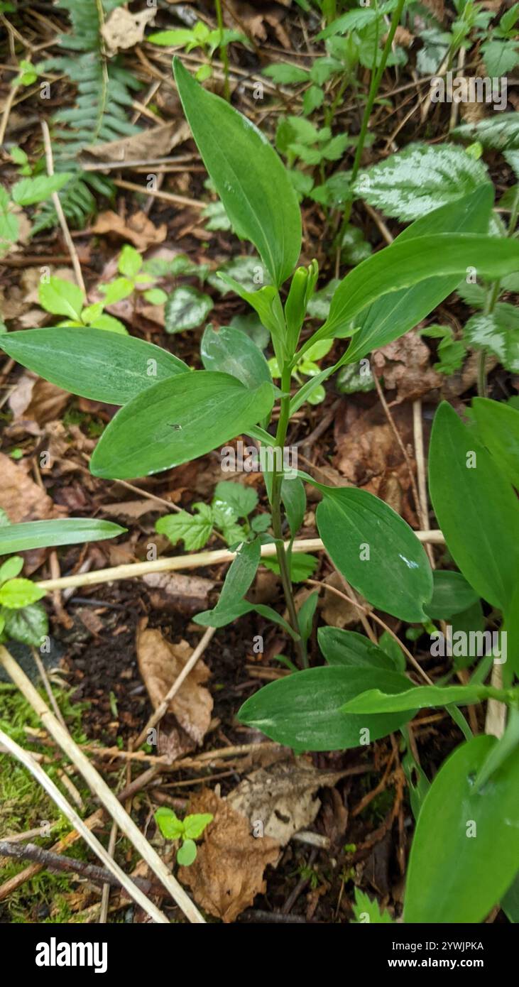vascular plants (Tracheophyta Stock Photo - Alamy