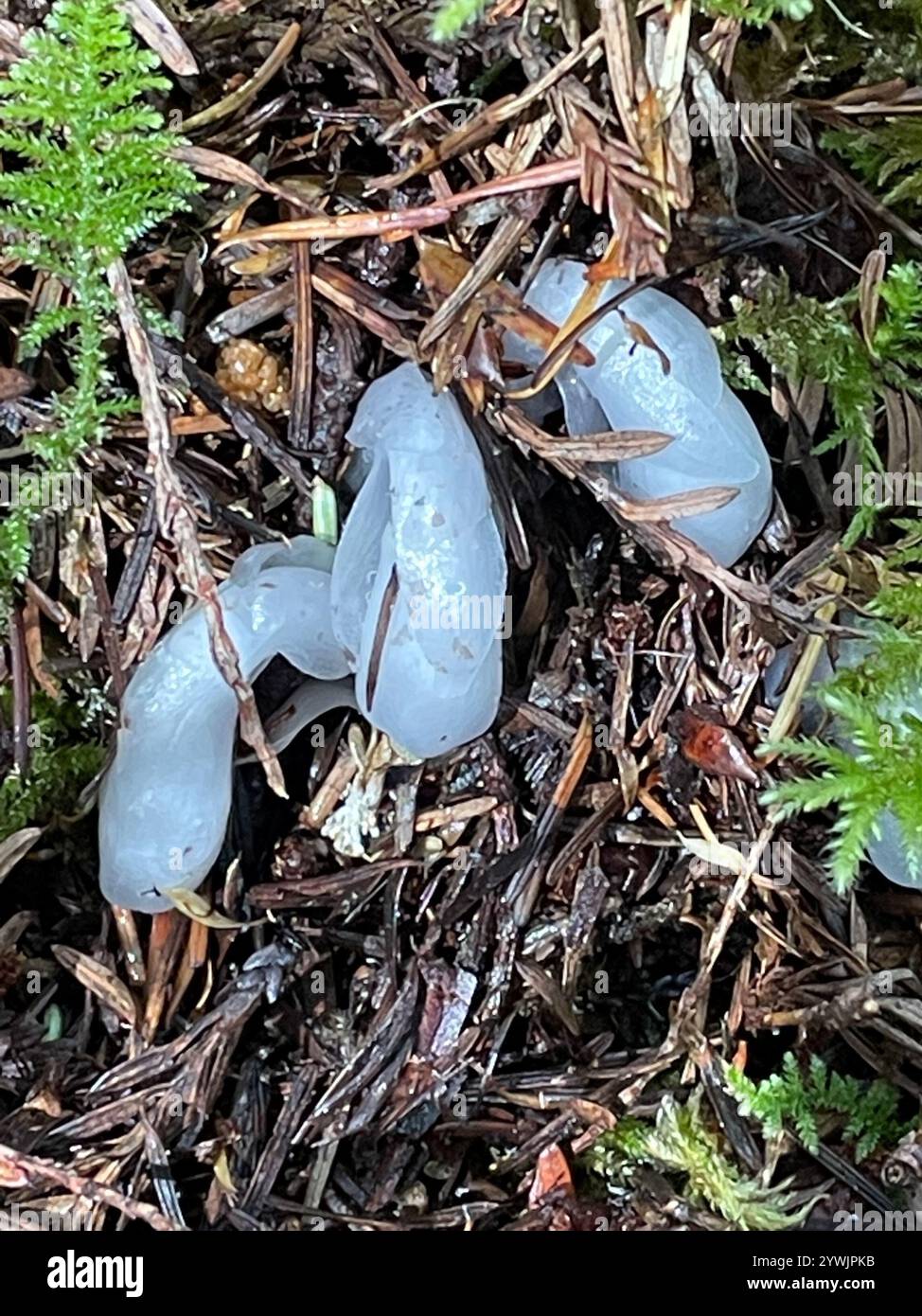 Ghost Pipe (Monotropa uniflora Stock Photo - Alamy