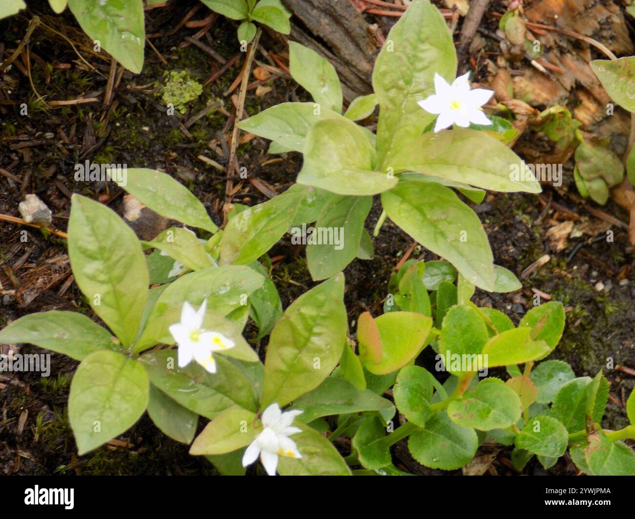 Arctic Starflower (Lysimachia europaea Stock Photo - Alamy