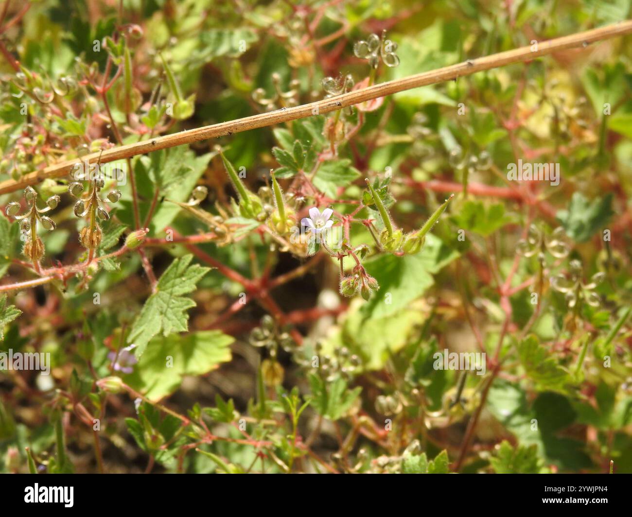 Round-leaved Crane's-bill (Geranium rotundifolium Stock Photo - Alamy