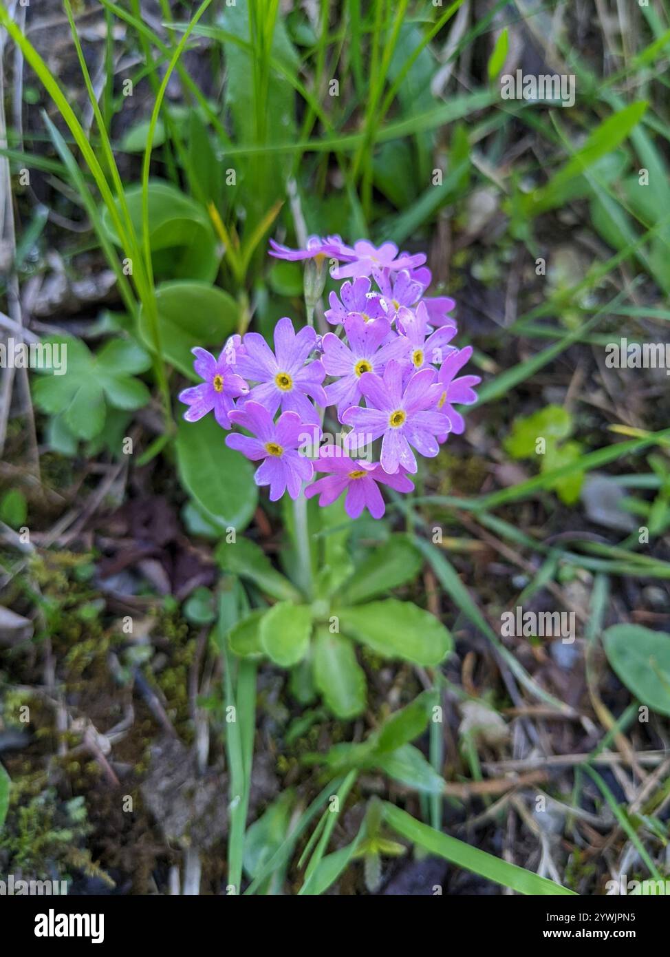 Bird's-eye Primrose (Primula farinosa Stock Photo - Alamy