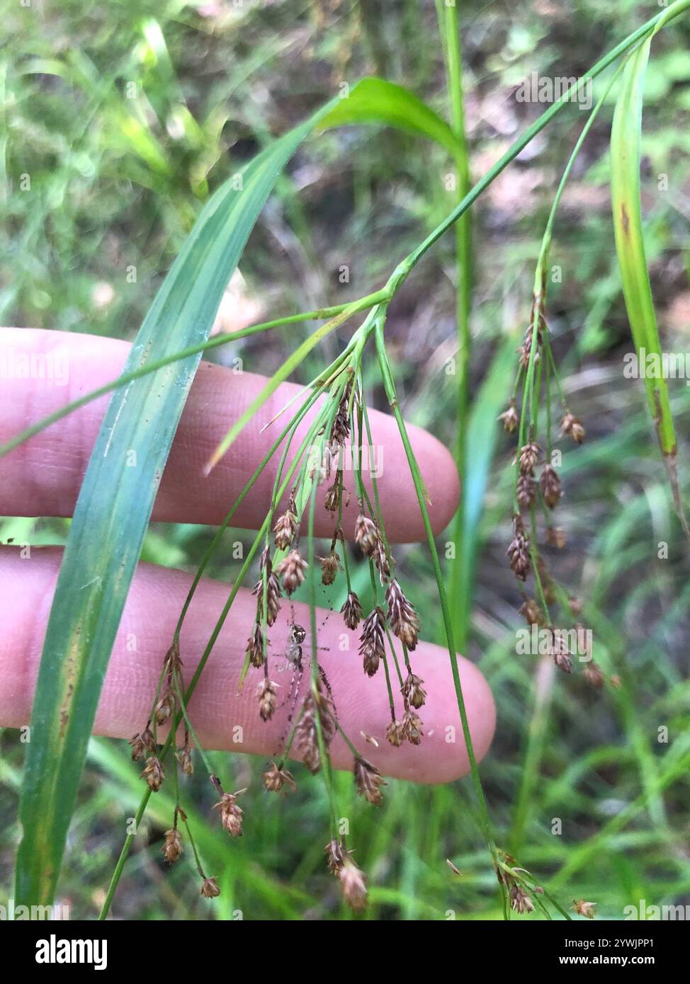 nodding bulrush (Scirpus pendulus Stock Photo - Alamy