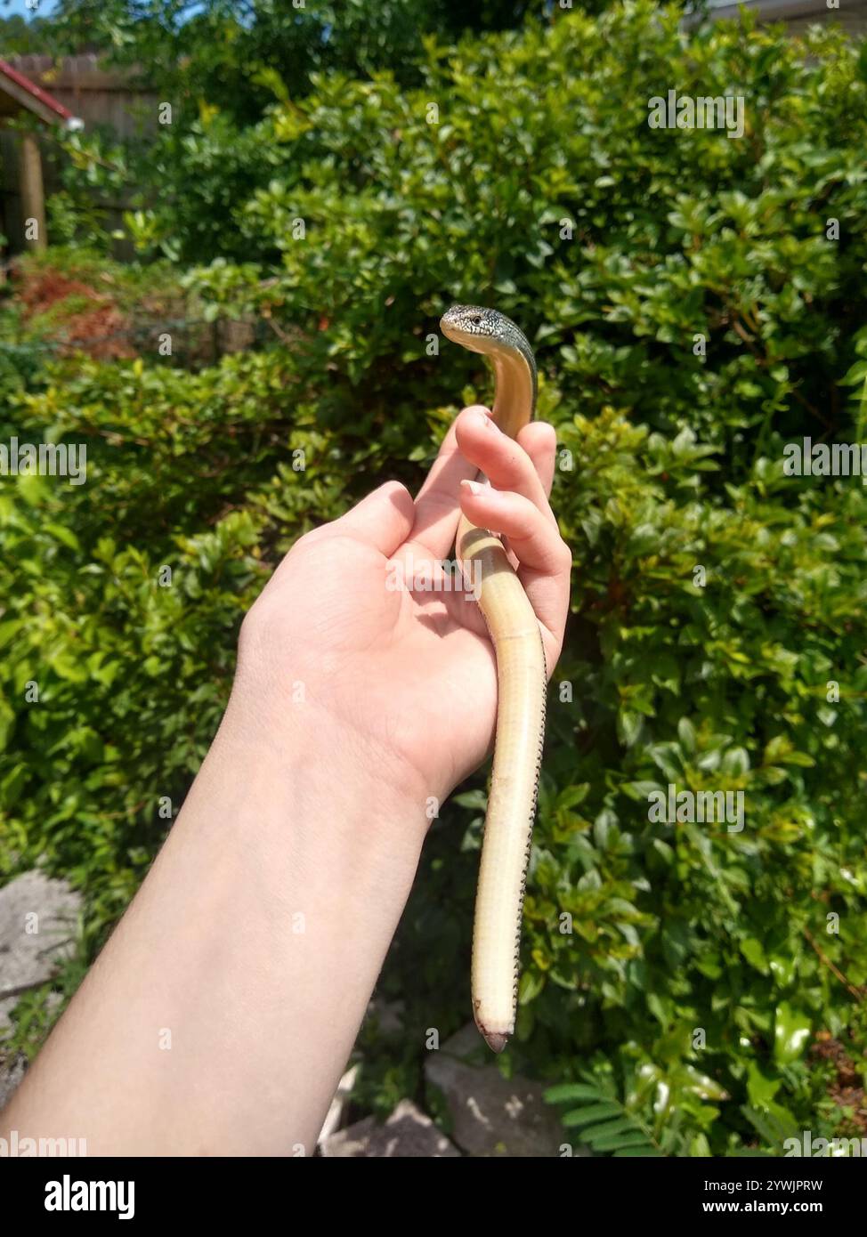 Eastern Glass Lizard (Ophisaurus ventralis Stock Photo - Alamy