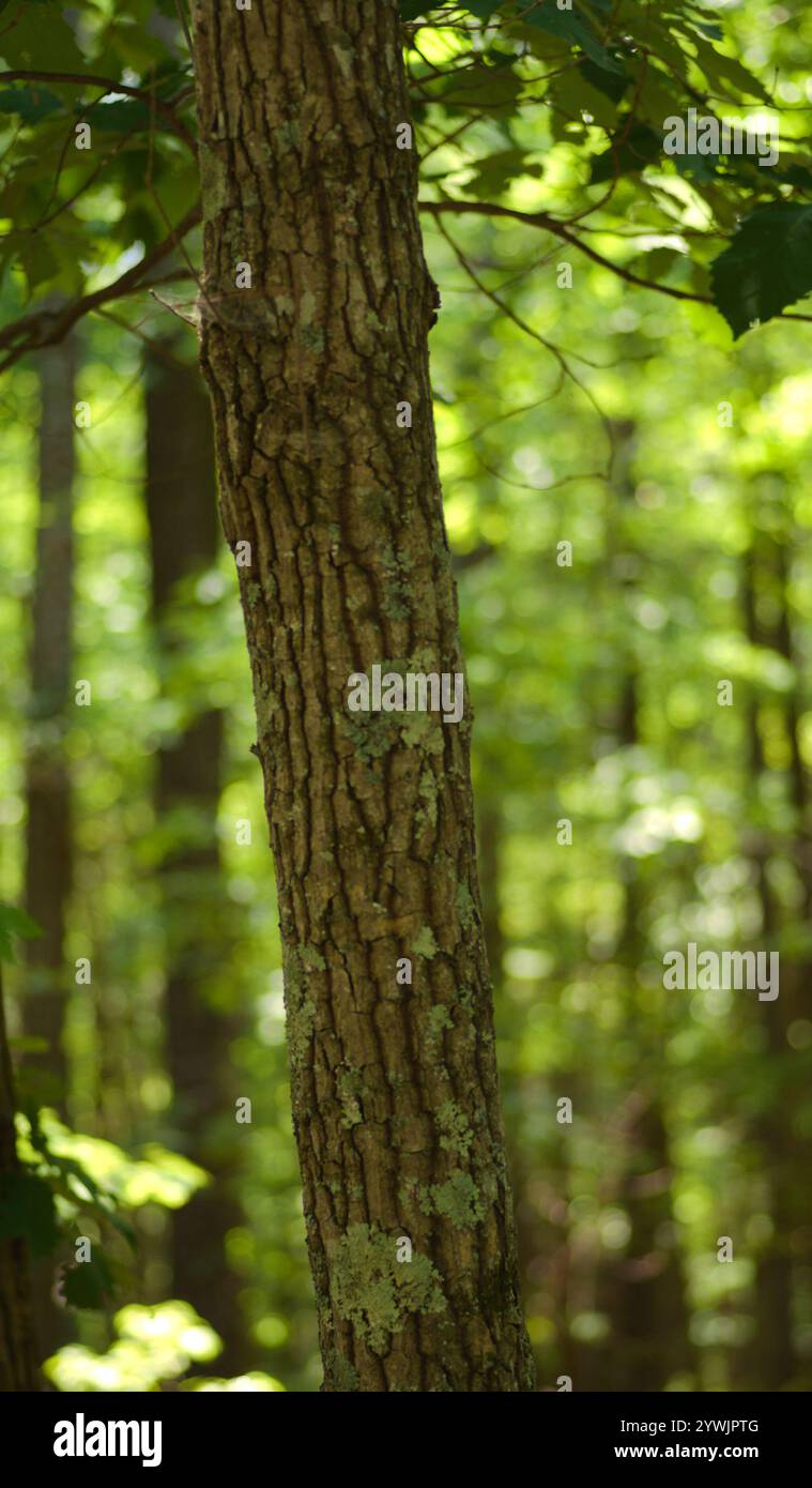 chestnut oak (Quercus montana Stock Photo - Alamy