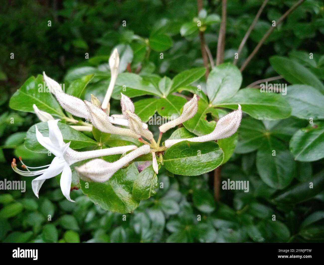 swamp azalea (Rhododendron viscosum Stock Photo - Alamy