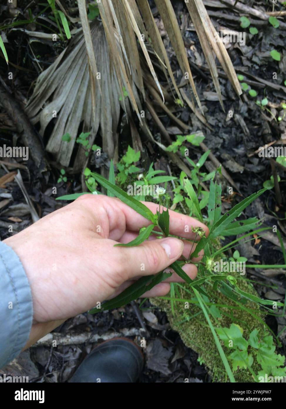 false daisy (Eclipta prostrata Stock Photo - Alamy