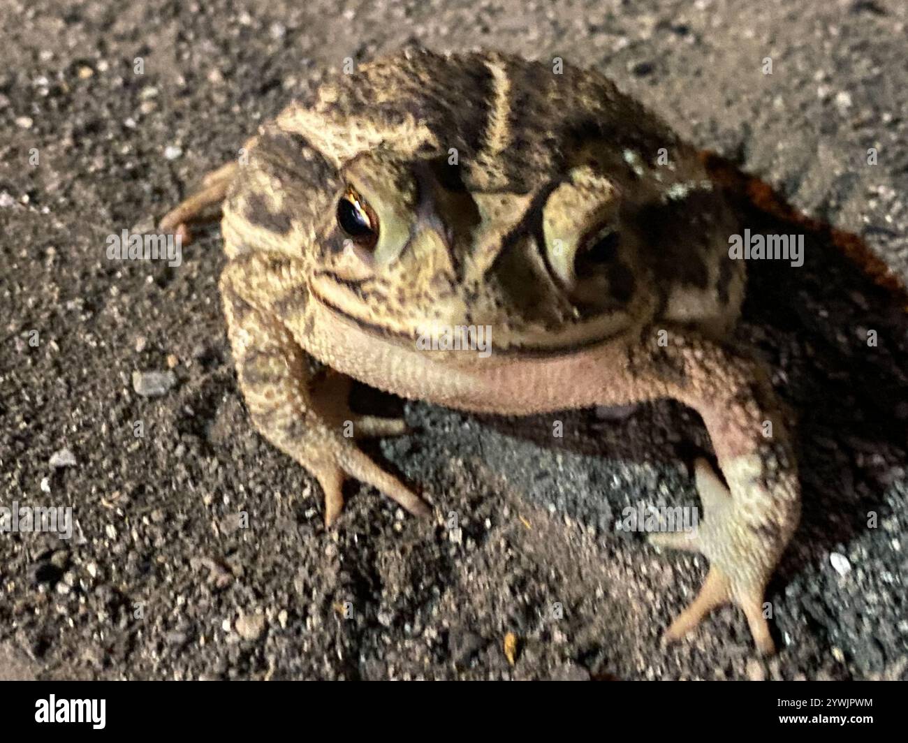 Gulf Coast Toad (Incilius nebulifer Stock Photo - Alamy