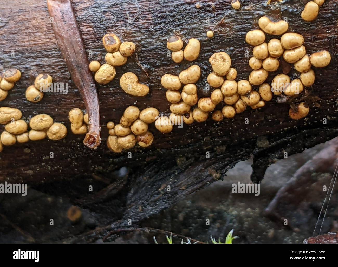 slime molds (Mycetozoa Stock Photo - Alamy