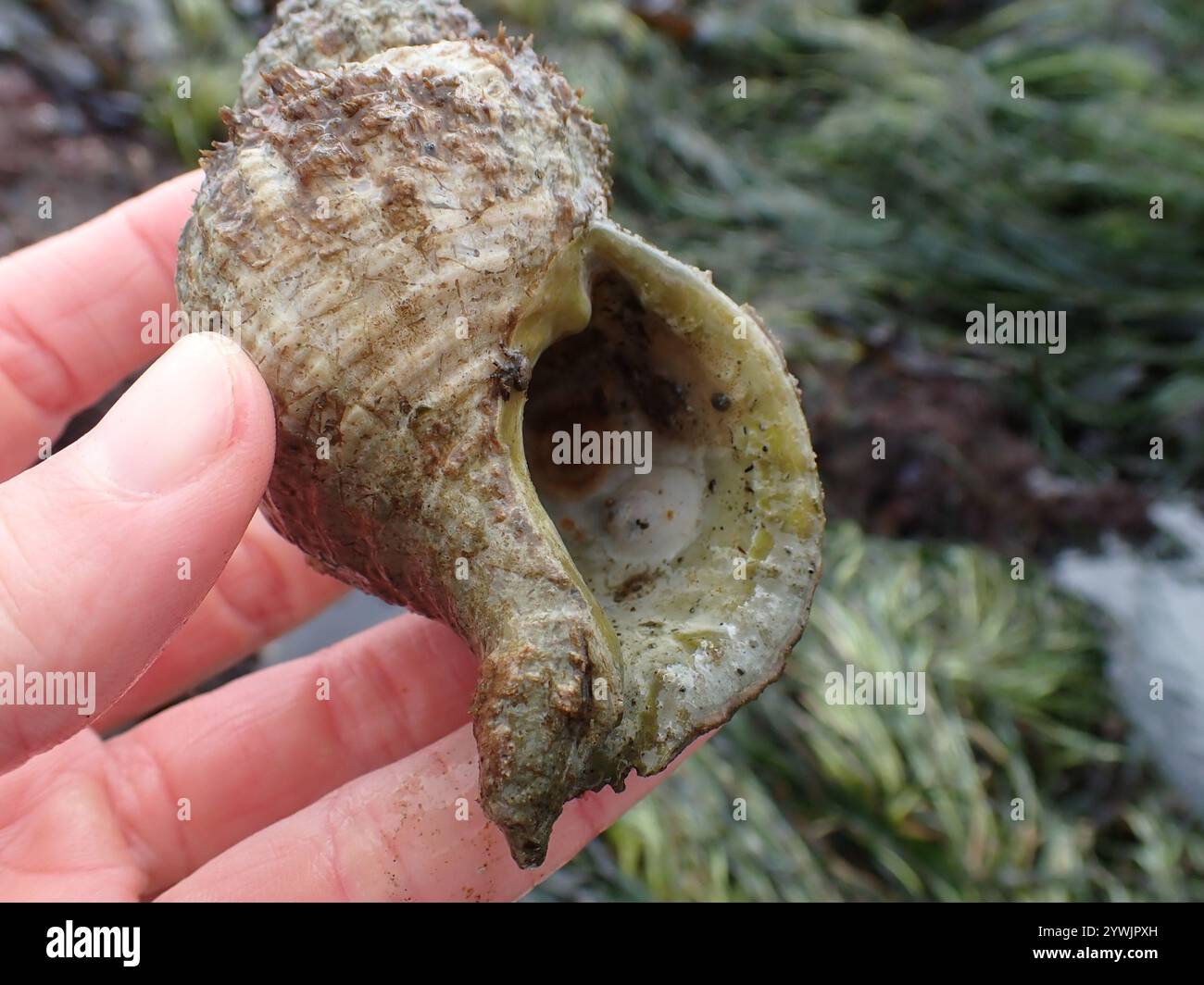 Oregon Hairy Triton Snail (Fusitriton oregonensis Stock Photo - Alamy