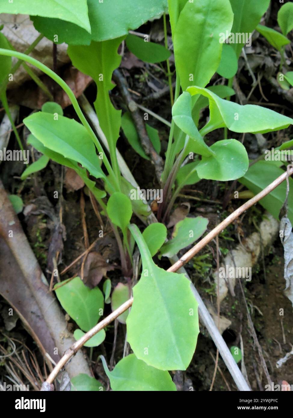 Two-flower Dwarf-dandelion (Krigia biflora Stock Photo - Alamy