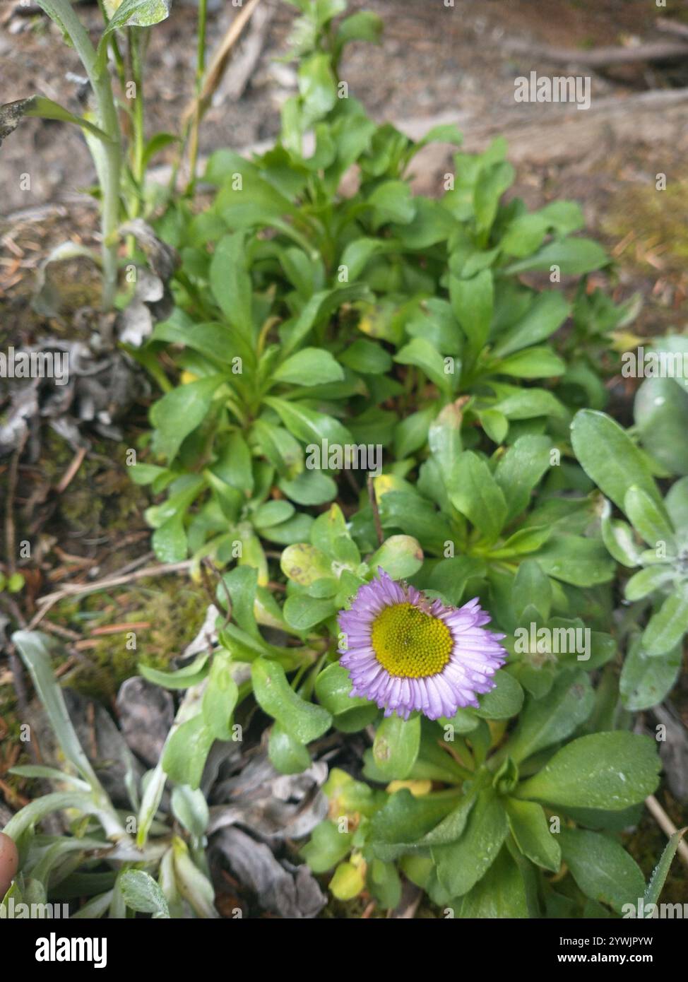 seaside daisy (Erigeron glaucus Stock Photo - Alamy