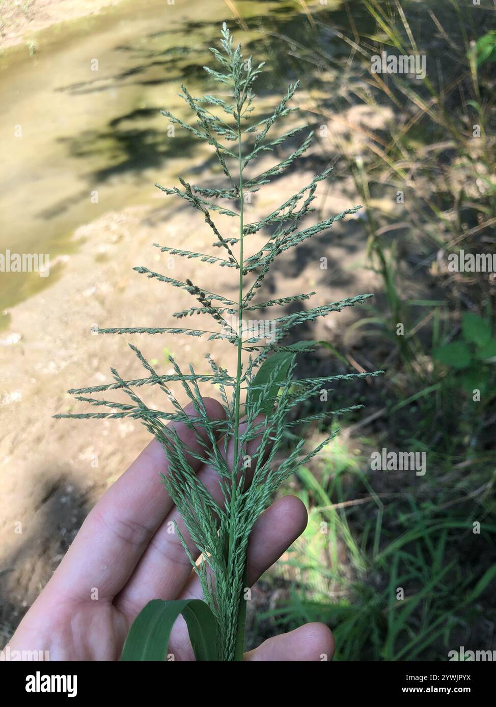 Amazon sprangle-top (Dinebra panicoides Stock Photo - Alamy
