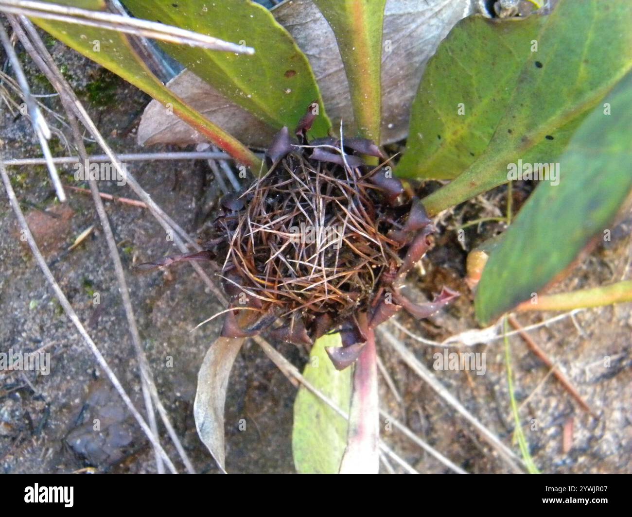 Common Ground Sugarbush (Protea acaulos Stock Photo - Alamy