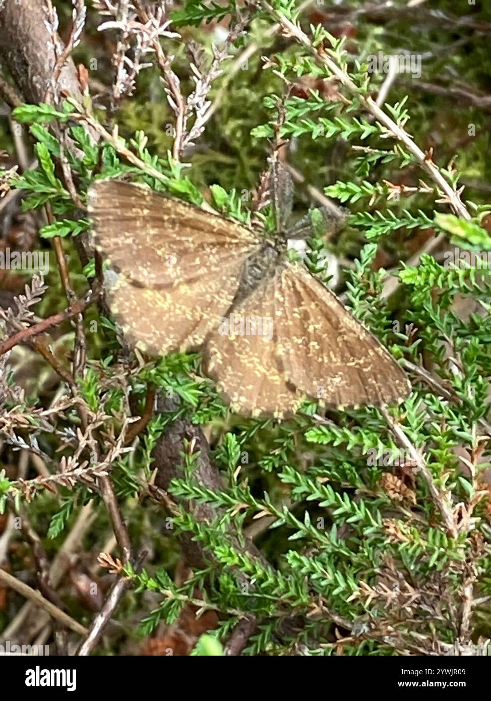 Common Heath (Ematurga atomaria Stock Photo - Alamy