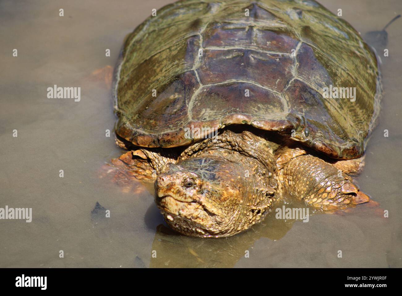 Common Snapping Turtle (Chelydra serpentina Stock Photo - Alamy