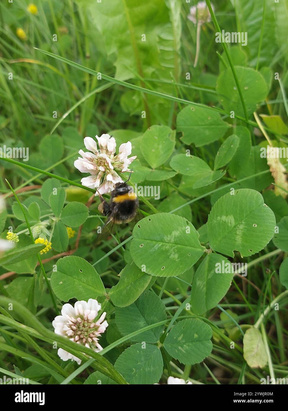 White-tailed Bumble Bee (Bombus lucorum Stock Photo - Alamy