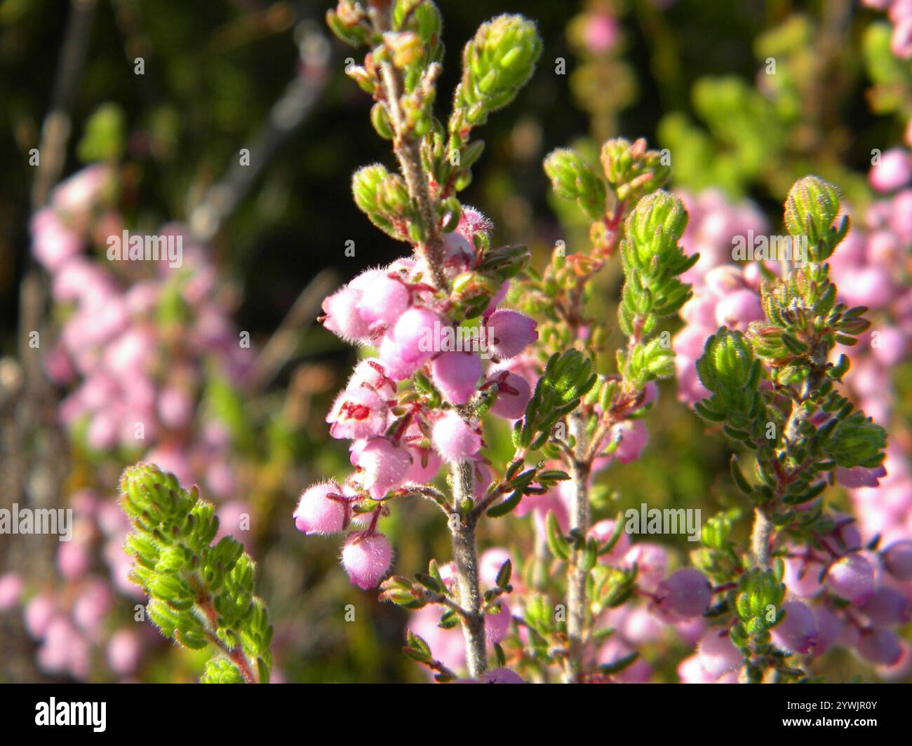 Hairyflower Heath (Erica hirtiflora Stock Photo - Alamy