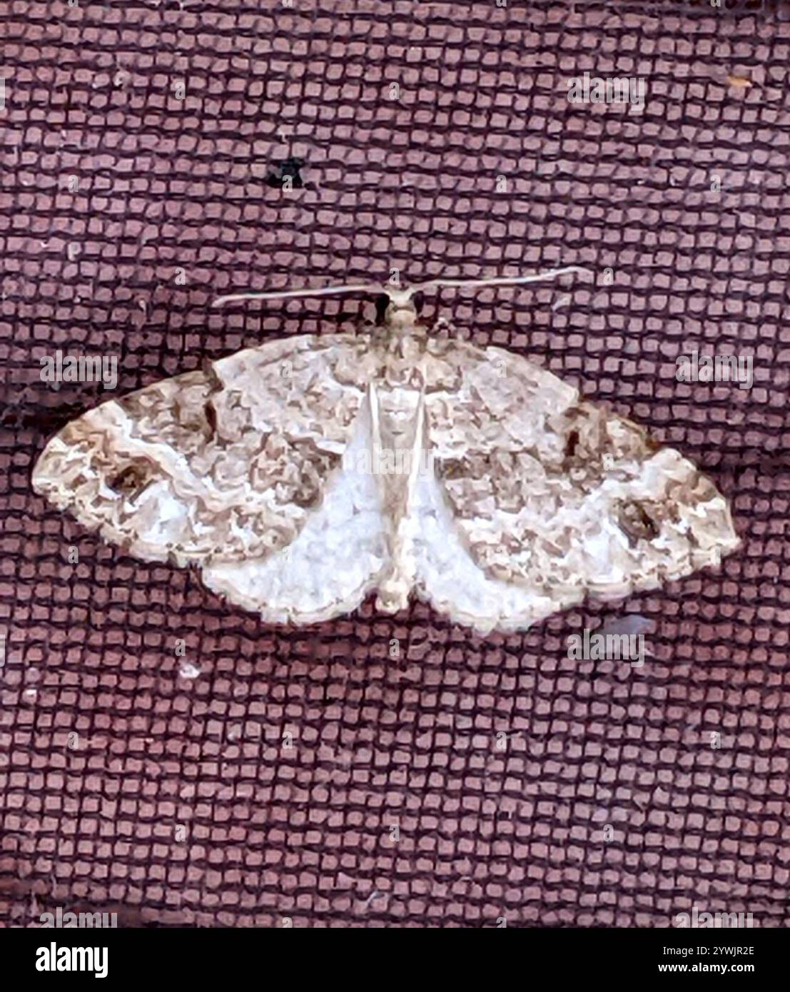 Rivulet moth hi-res stock photography and images - Alamy