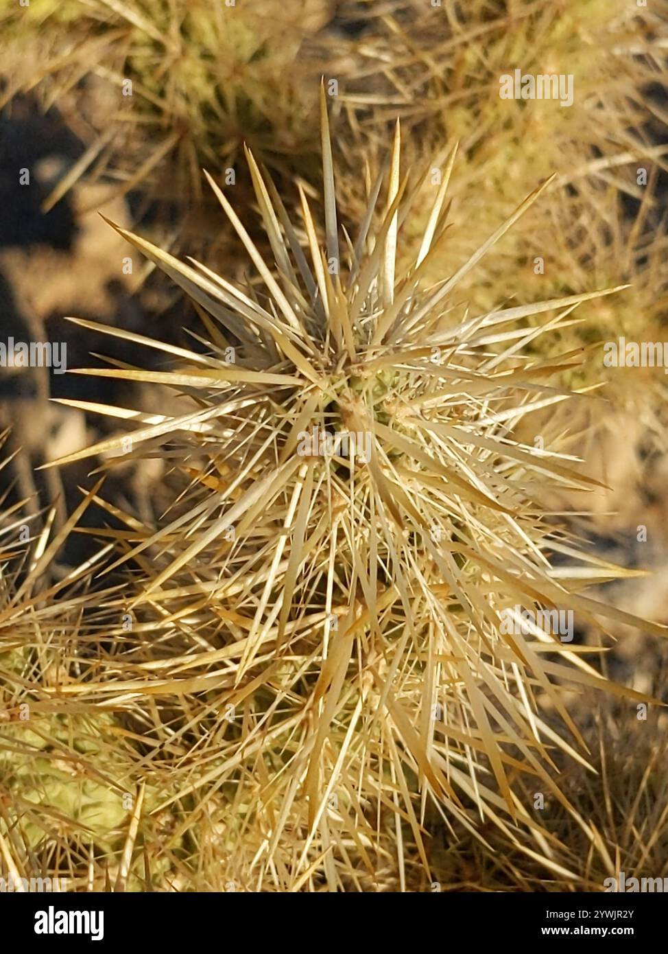 Silver Cholla (Cylindropuntia echinocarpa Stock Photo - Alamy