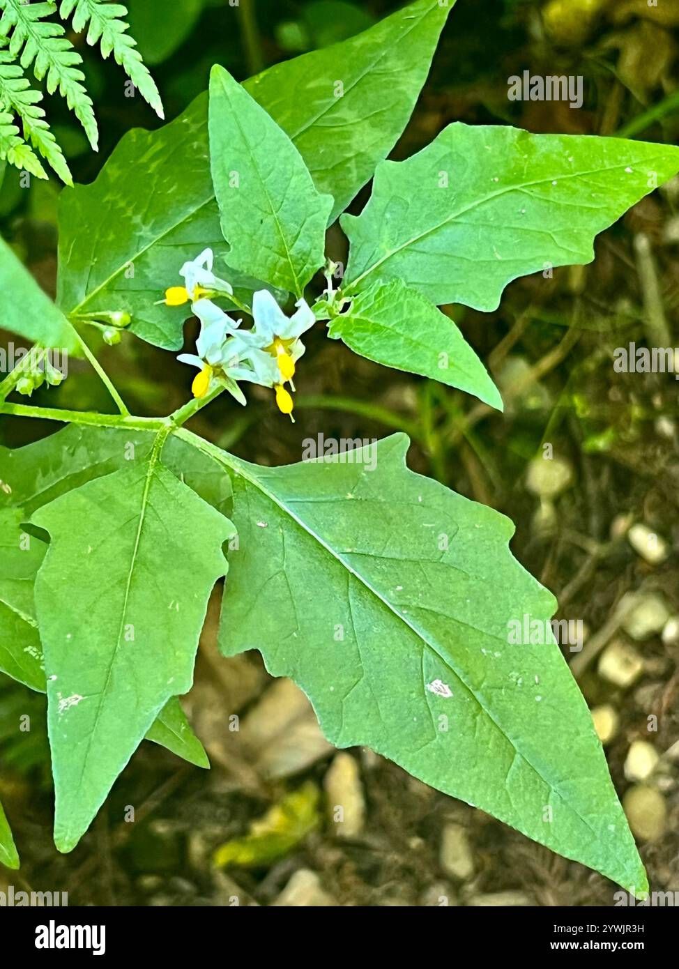 greenspot nightshade (Solanum douglasii Stock Photo - Alamy