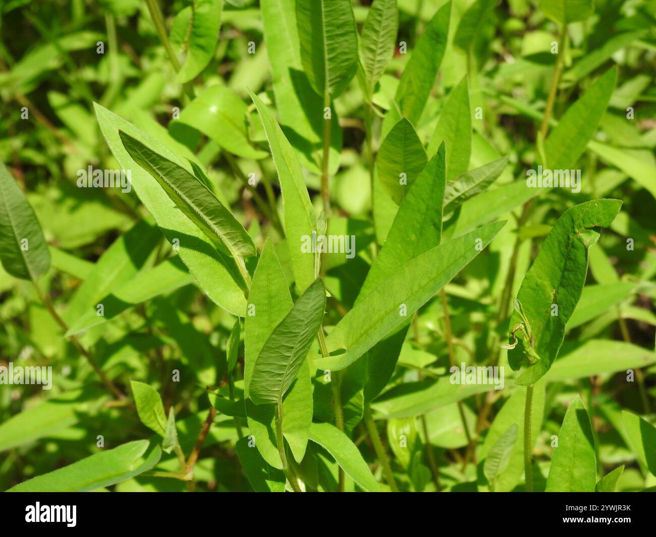 arrow-leaved tearthumb (Persicaria sagittata Stock Photo - Alamy