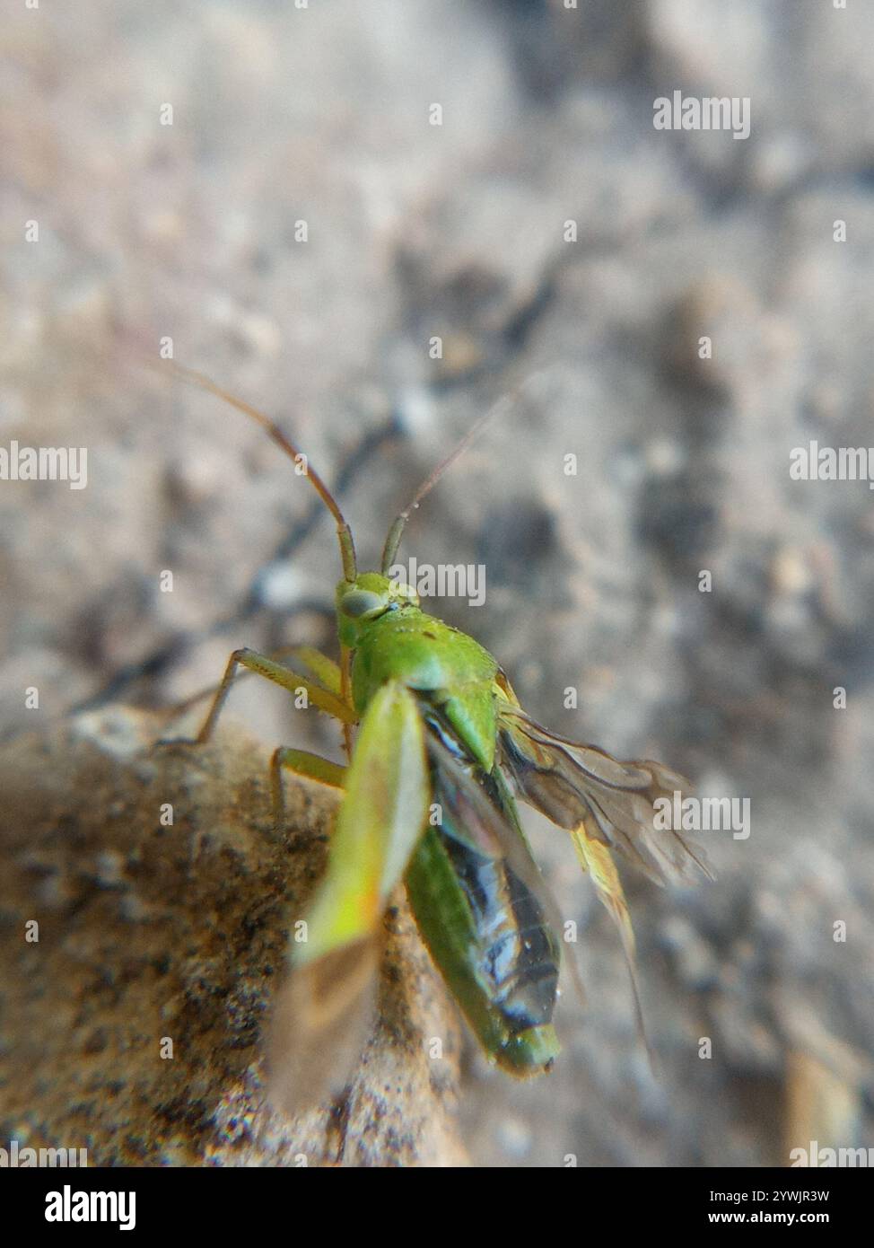 Potato Mirid (Closterotomus norwegicus Stock Photo - Alamy