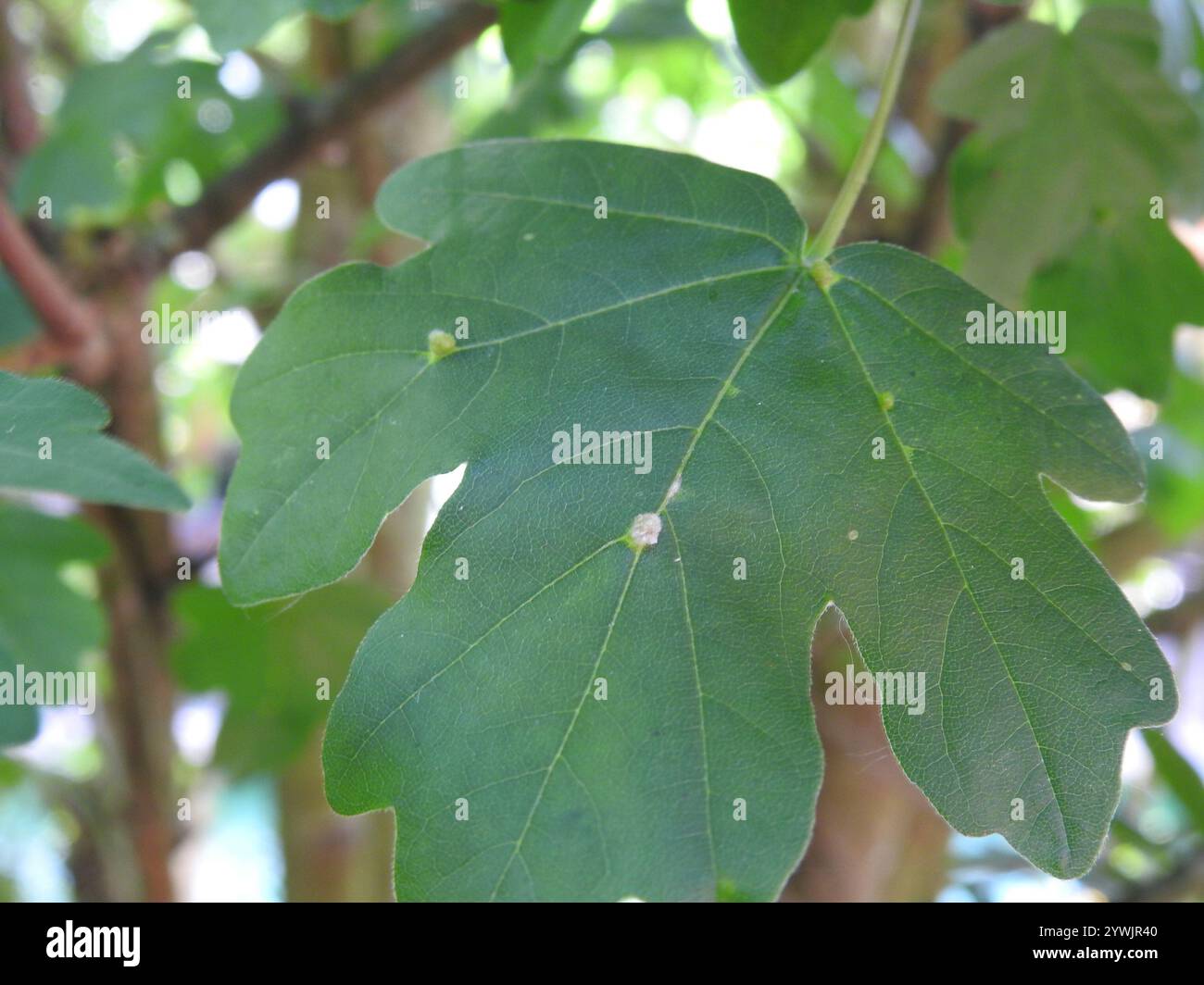 solitary maple leaf gall mite (Aceria macrochela Stock Photo - Alamy