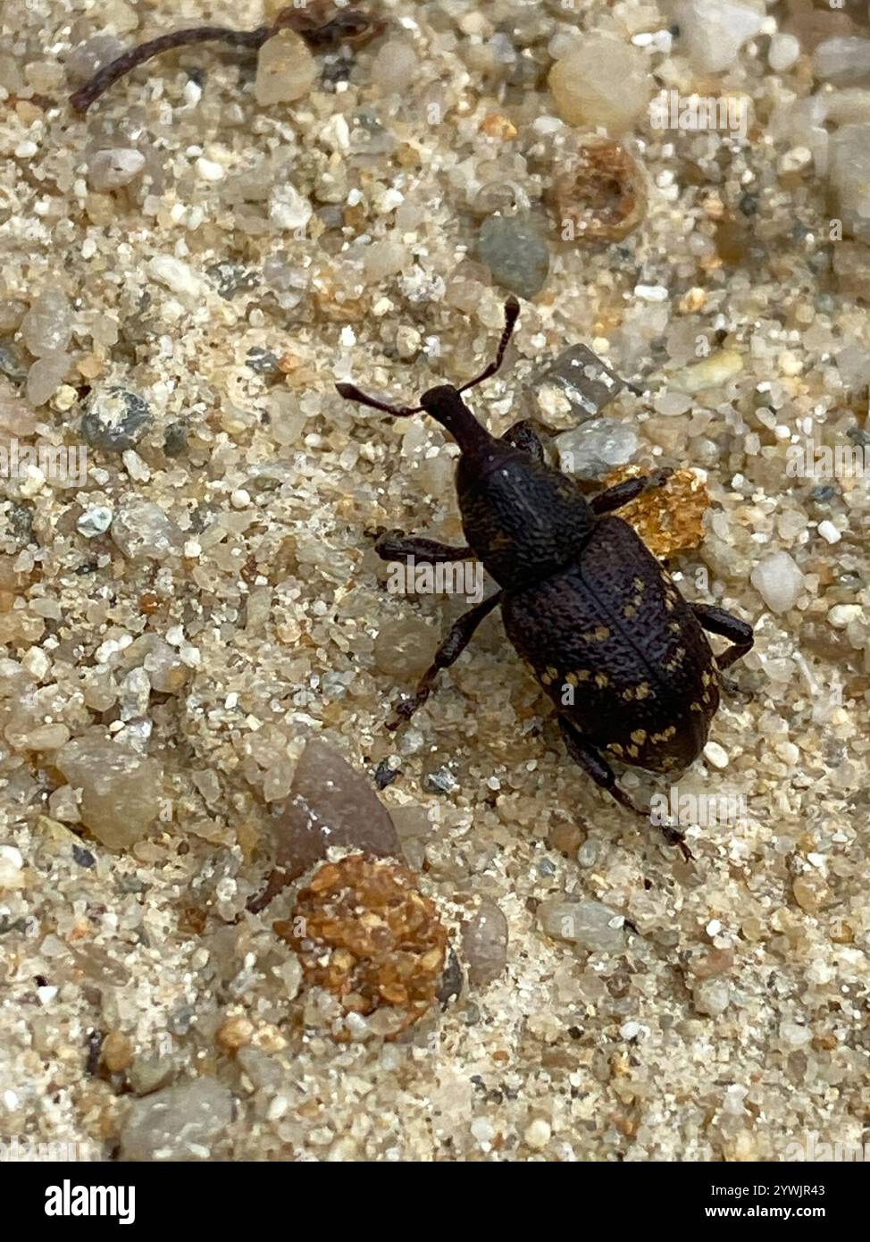 Large Pine Weevil (Hylobius abietis Stock Photo - Alamy