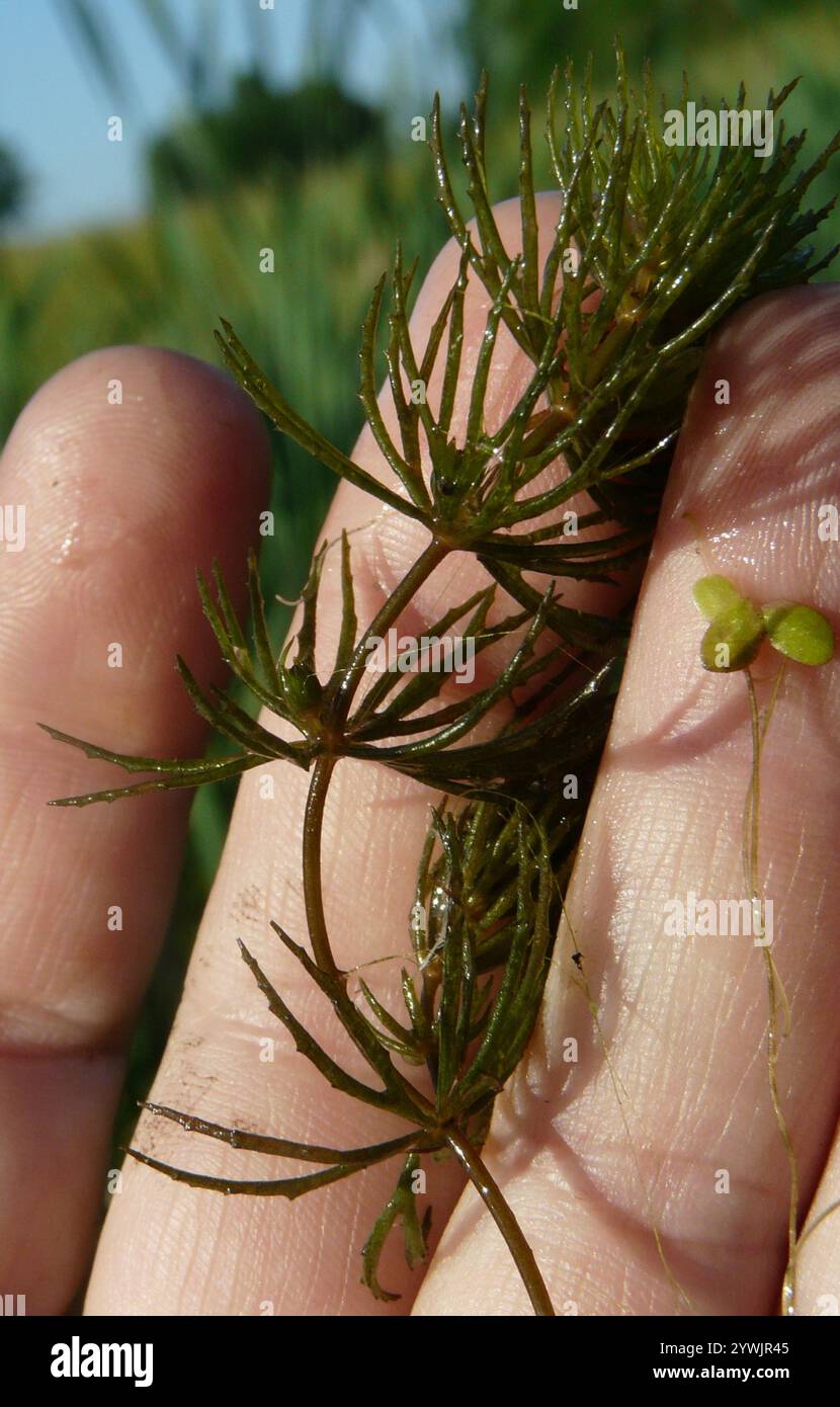 coontail (Ceratophyllum demersum Stock Photo - Alamy