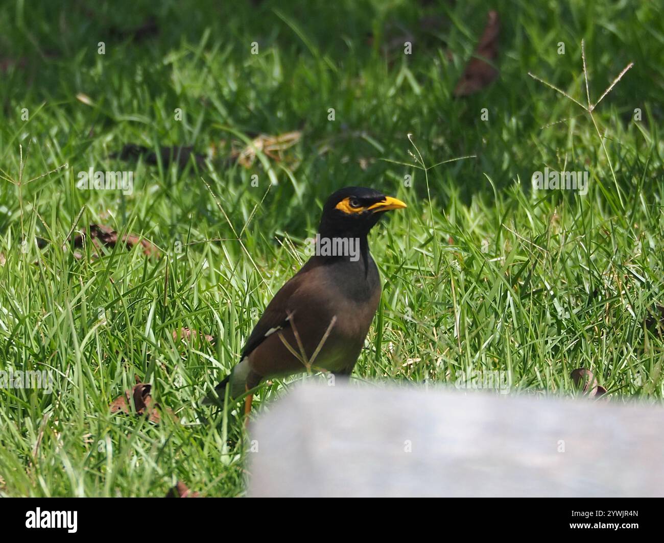 Common Myna (Acridotheres tristis Stock Photo - Alamy