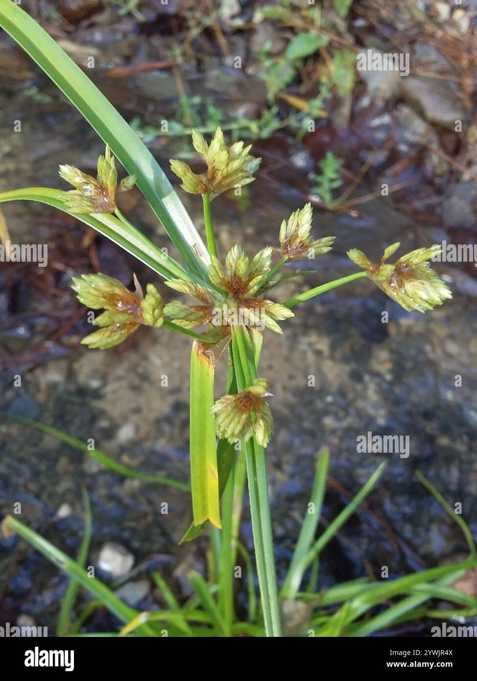 tall flatsedge (Cyperus eragrostis Stock Photo - Alamy