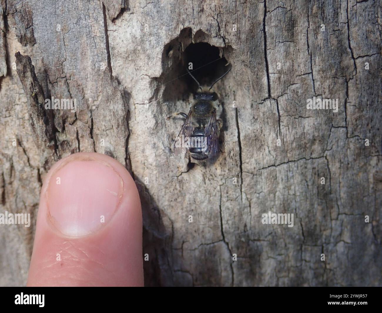Honey Bees, Bumble Bees, and Allies (Apidae Stock Photo - Alamy