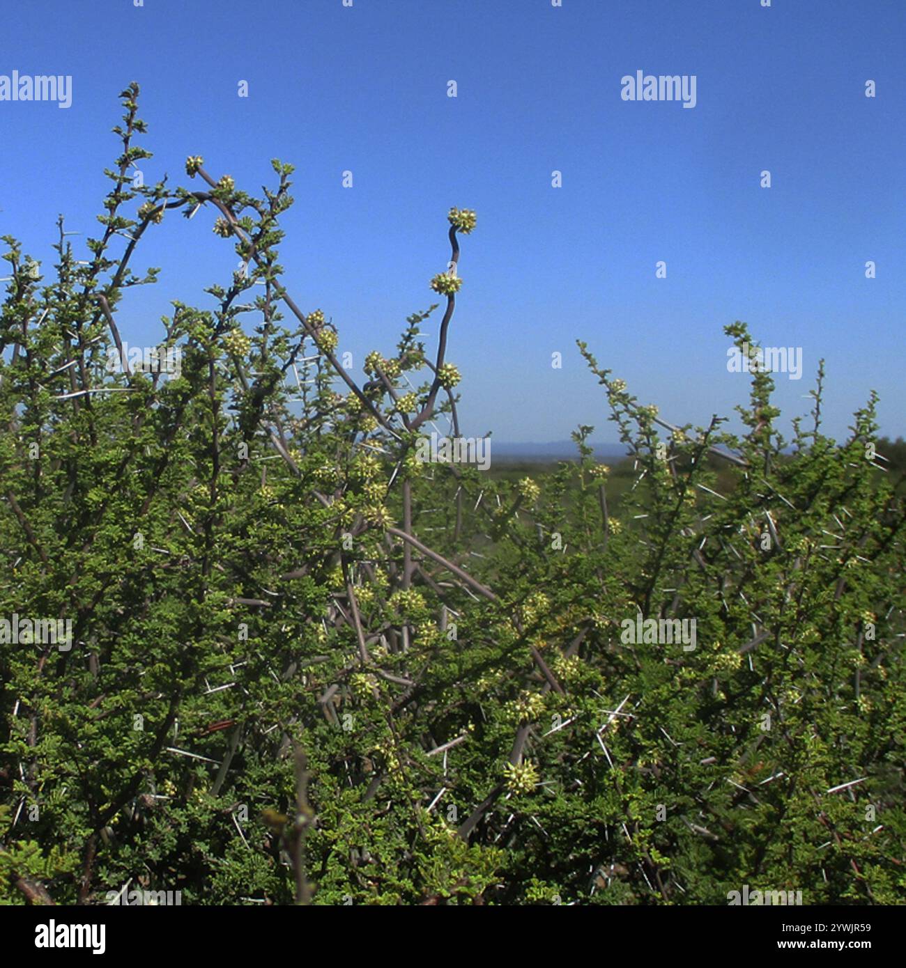 Caustic vine hi-res stock photography and images - Alamy