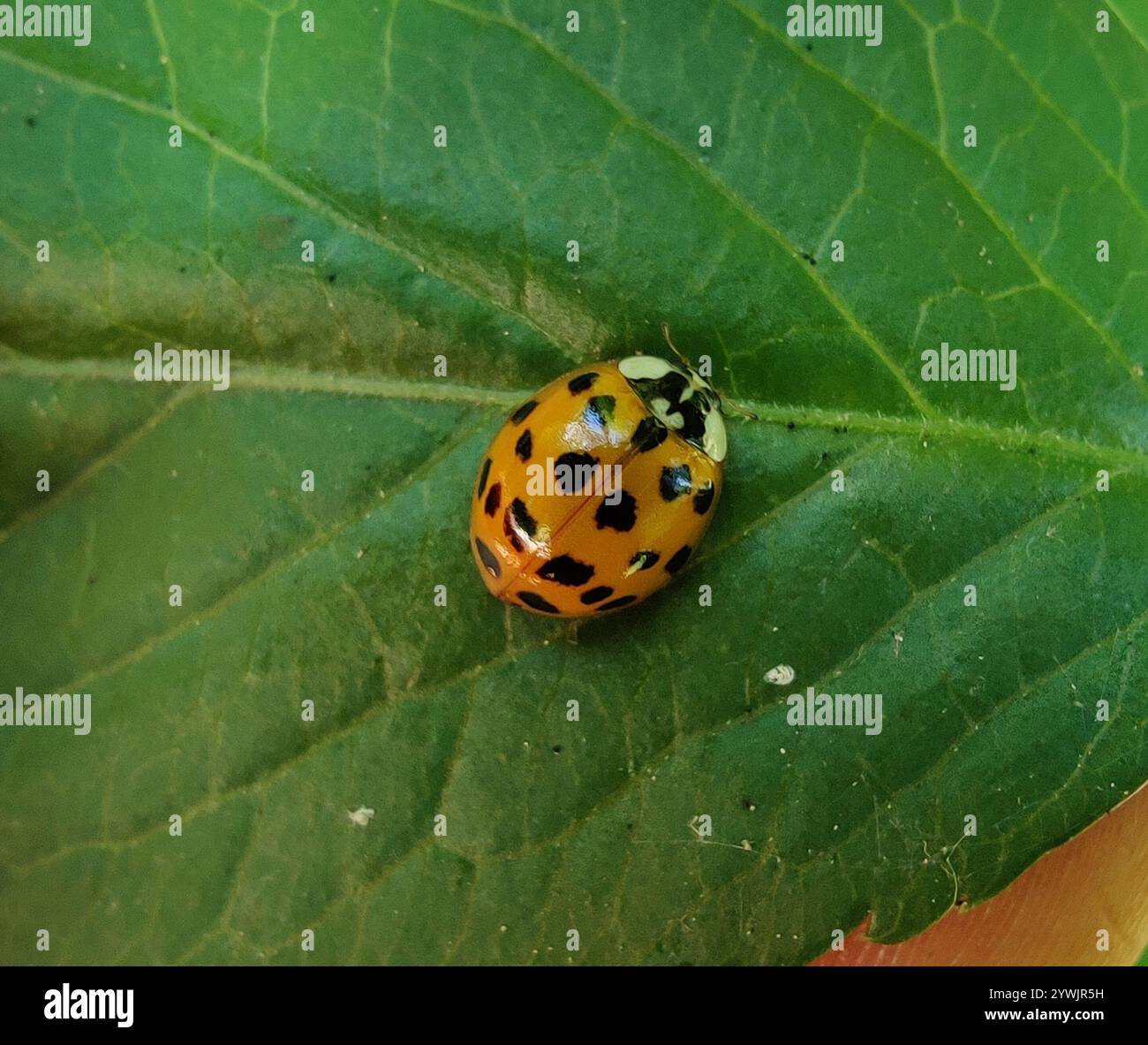 Asian Lady Beetle (Harmonia axyridis Stock Photo - Alamy