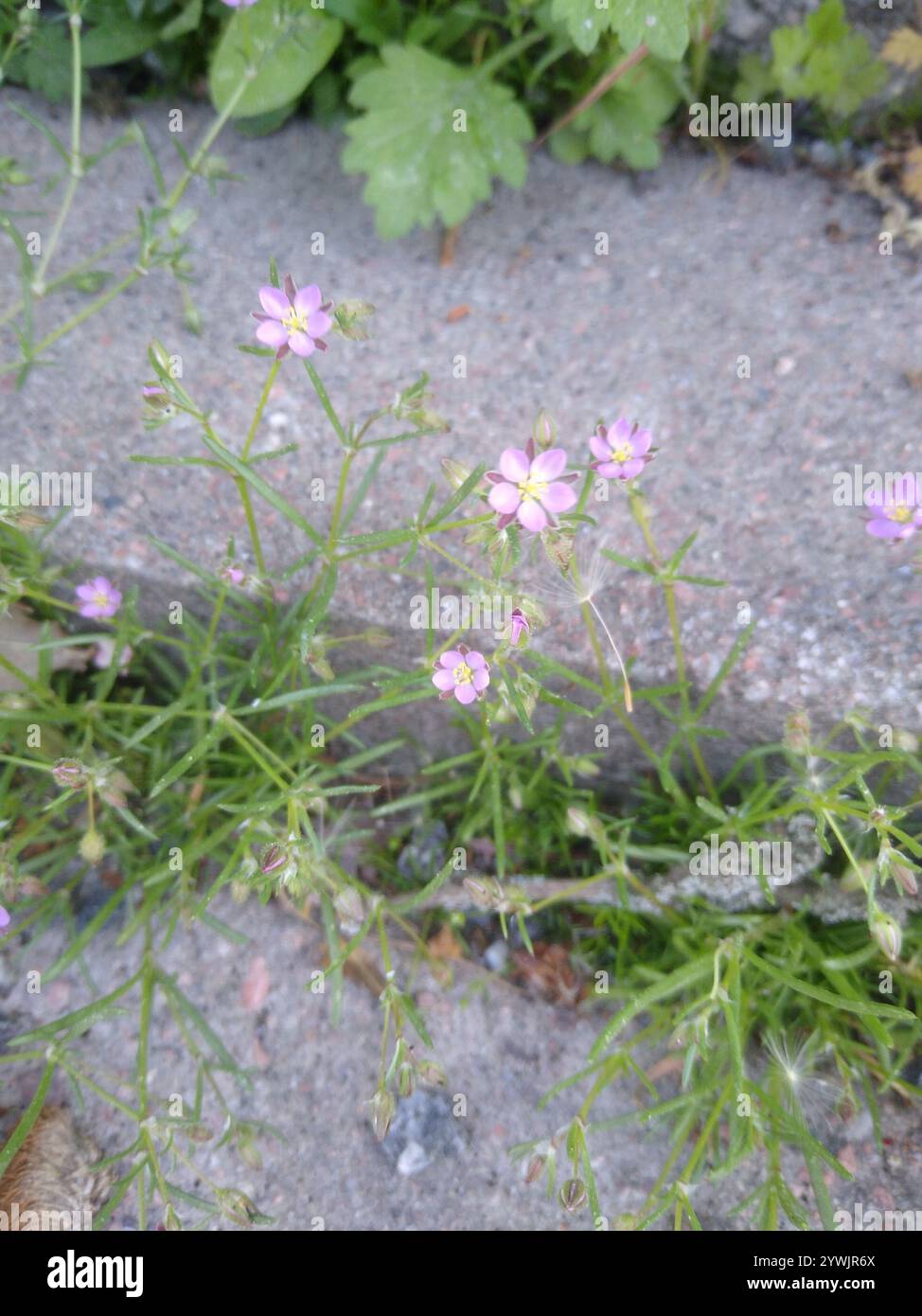 Red Sand Spurrey (Spergularia rubra Stock Photo - Alamy