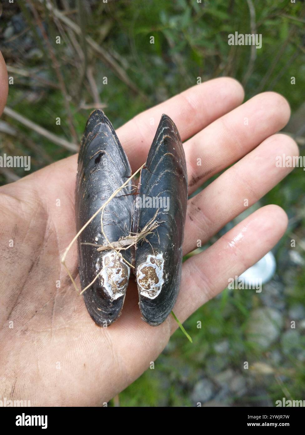 Western Pearlshell (Margaritifera falcata Stock Photo - Alamy