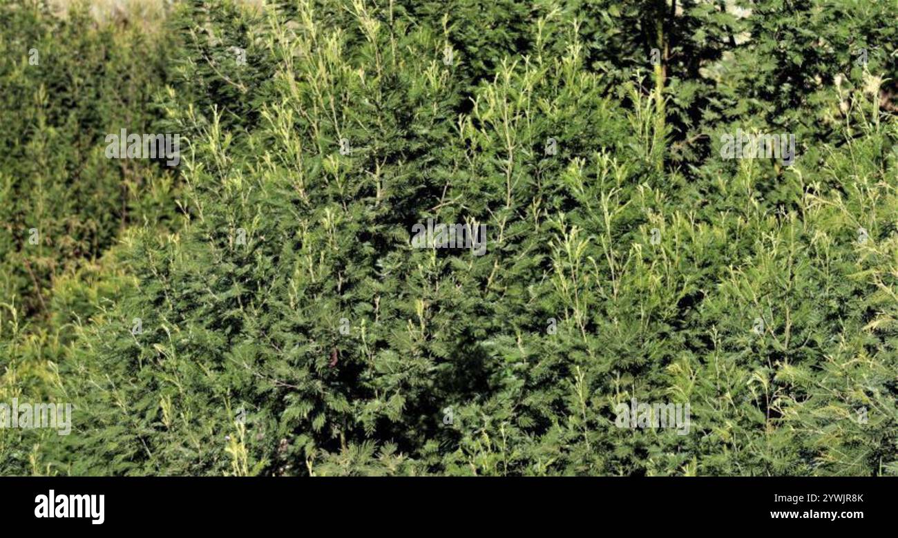 Black wattle acacia mearnsii hi-res stock photography and images - Alamy
