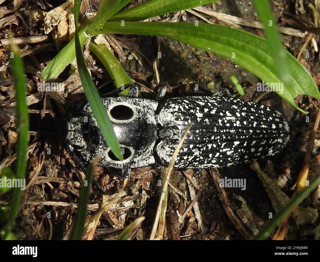 Eastern Eyed Click Beetle (Alaus oculatus Stock Photo - Alamy