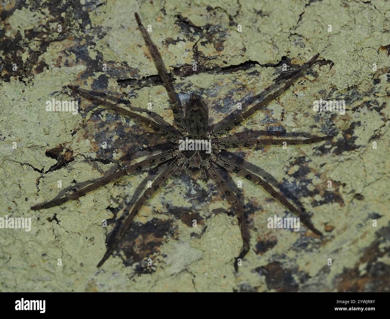 Pantropical Huntsman Spider (Heteropoda venatoria Stock Photo - Alamy