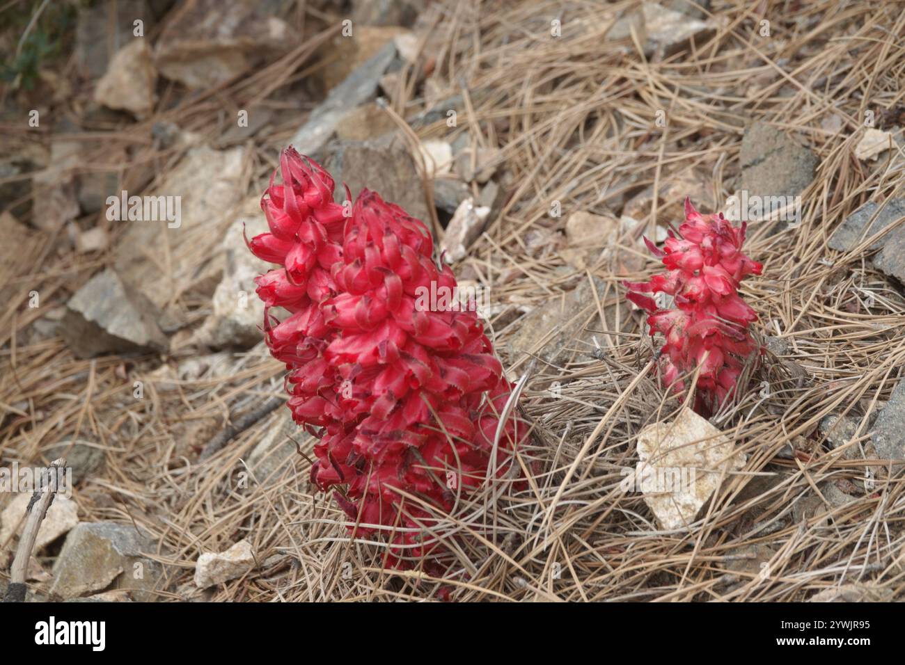 Snowplant (Sarcodes sanguinea Stock Photo - Alamy