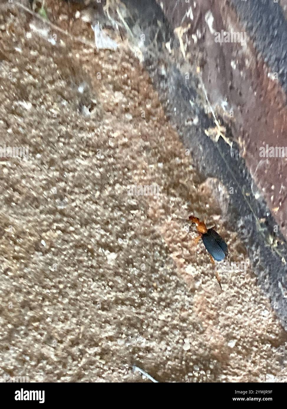 Bombardier Beetles (Brachinus Stock Photo - Alamy