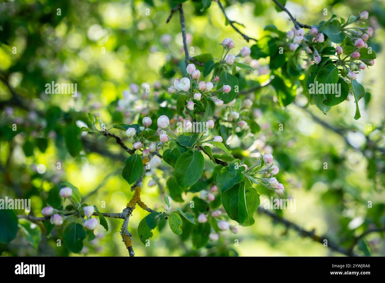 European Crab Apple (Malus sylvestris) blossom in spring in a woodland ...