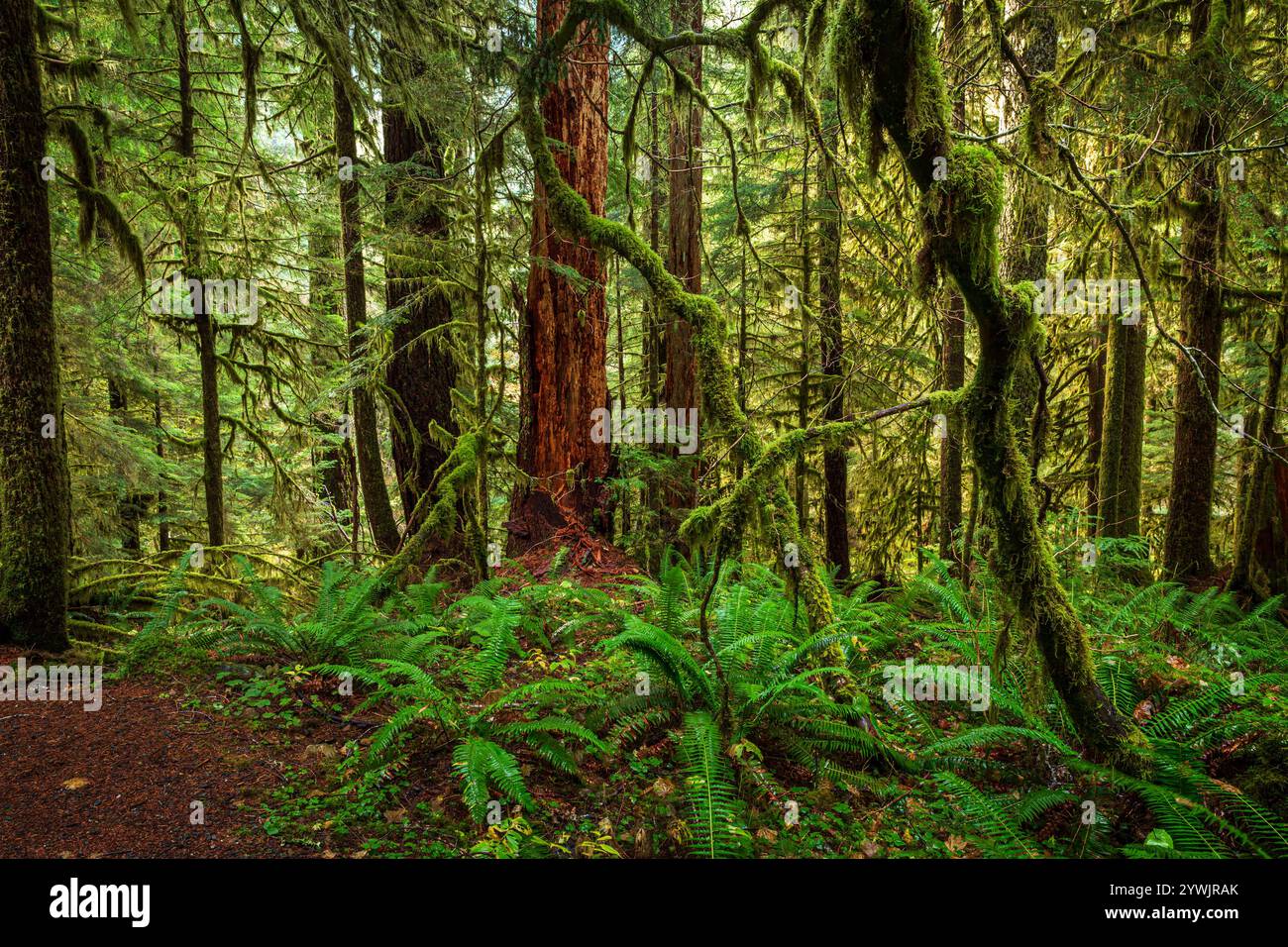 Mossy trees in the Hoh Rain Forest in the Olympic National Park ...