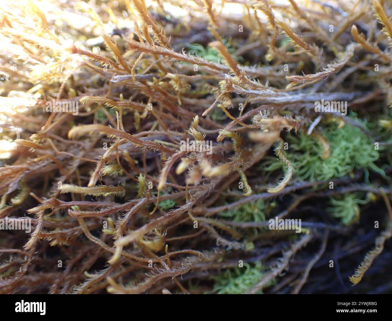 Bent Scissor-leaved Liverwort (Herbertus aduncus Stock Photo - Alamy