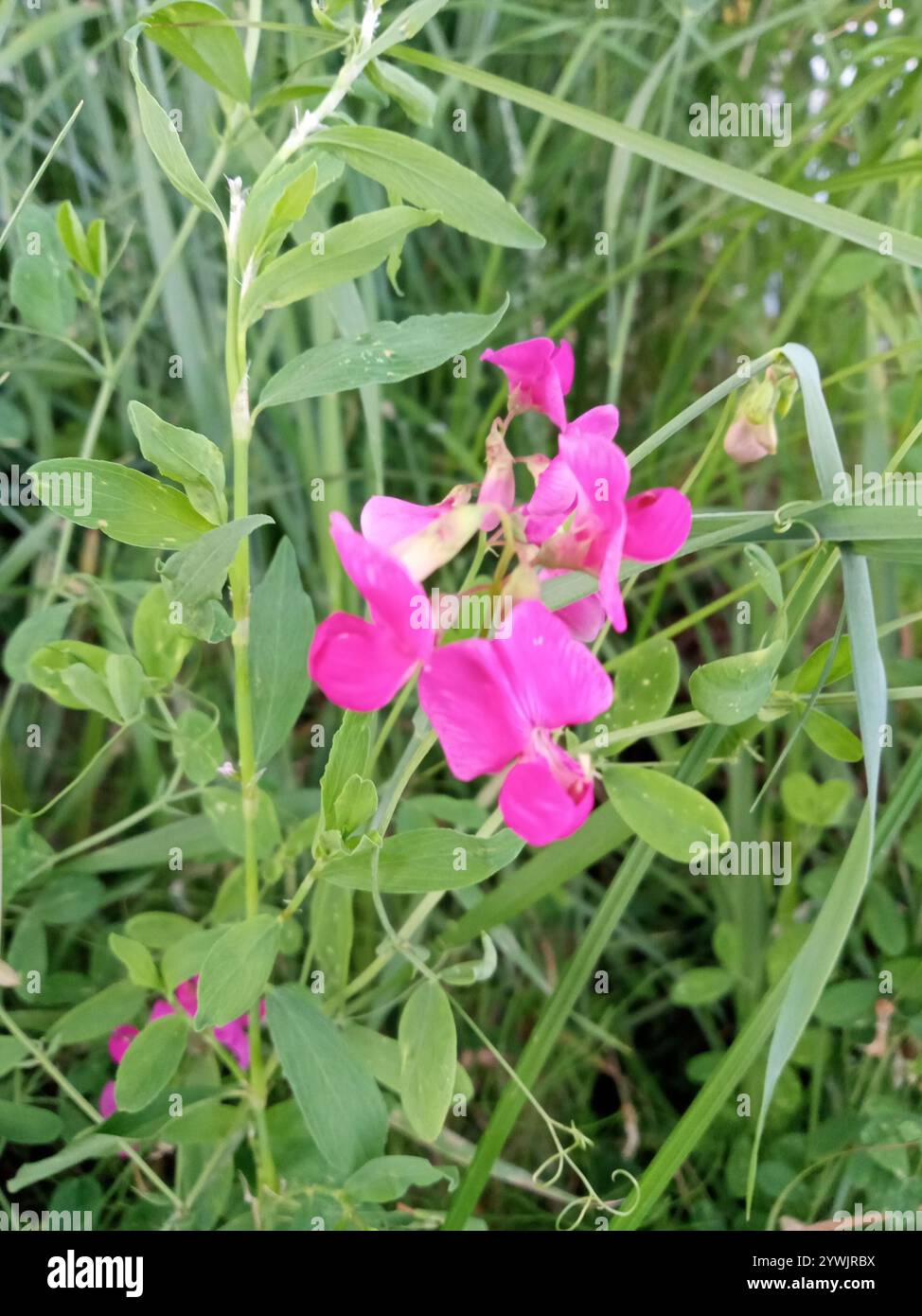 tuberous pea (Lathyrus tuberosus Stock Photo - Alamy