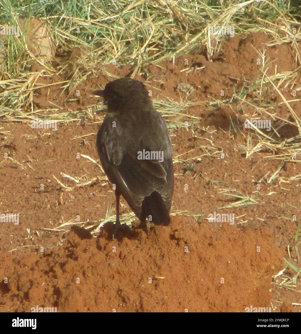 Southern Anteater-Chat (Myrmecocichla formicivora Stock Photo - Alamy
