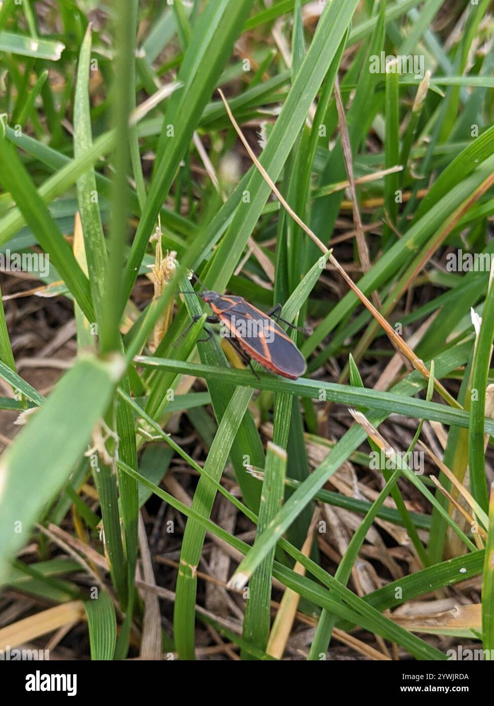 Eastern Boxelder Bug (Boisea trivittata Stock Photo - Alamy