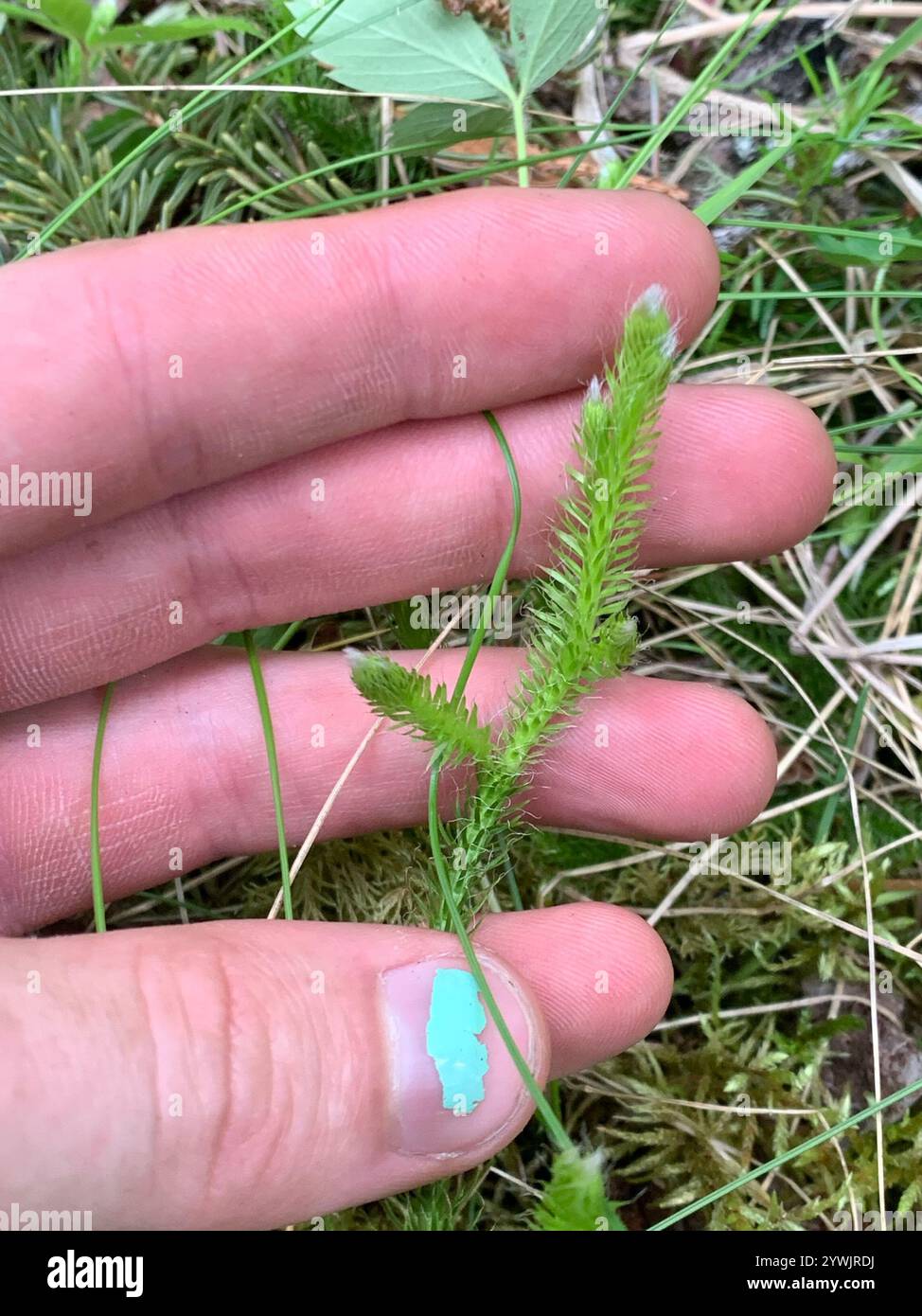 arctic stag's-horn clubmoss (Lycopodium lagopus Stock Photo - Alamy