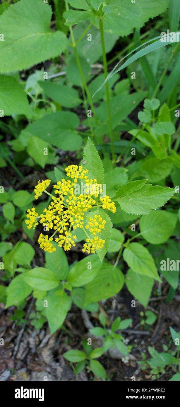 golden Alexanders (Zizia aurea Stock Photo - Alamy