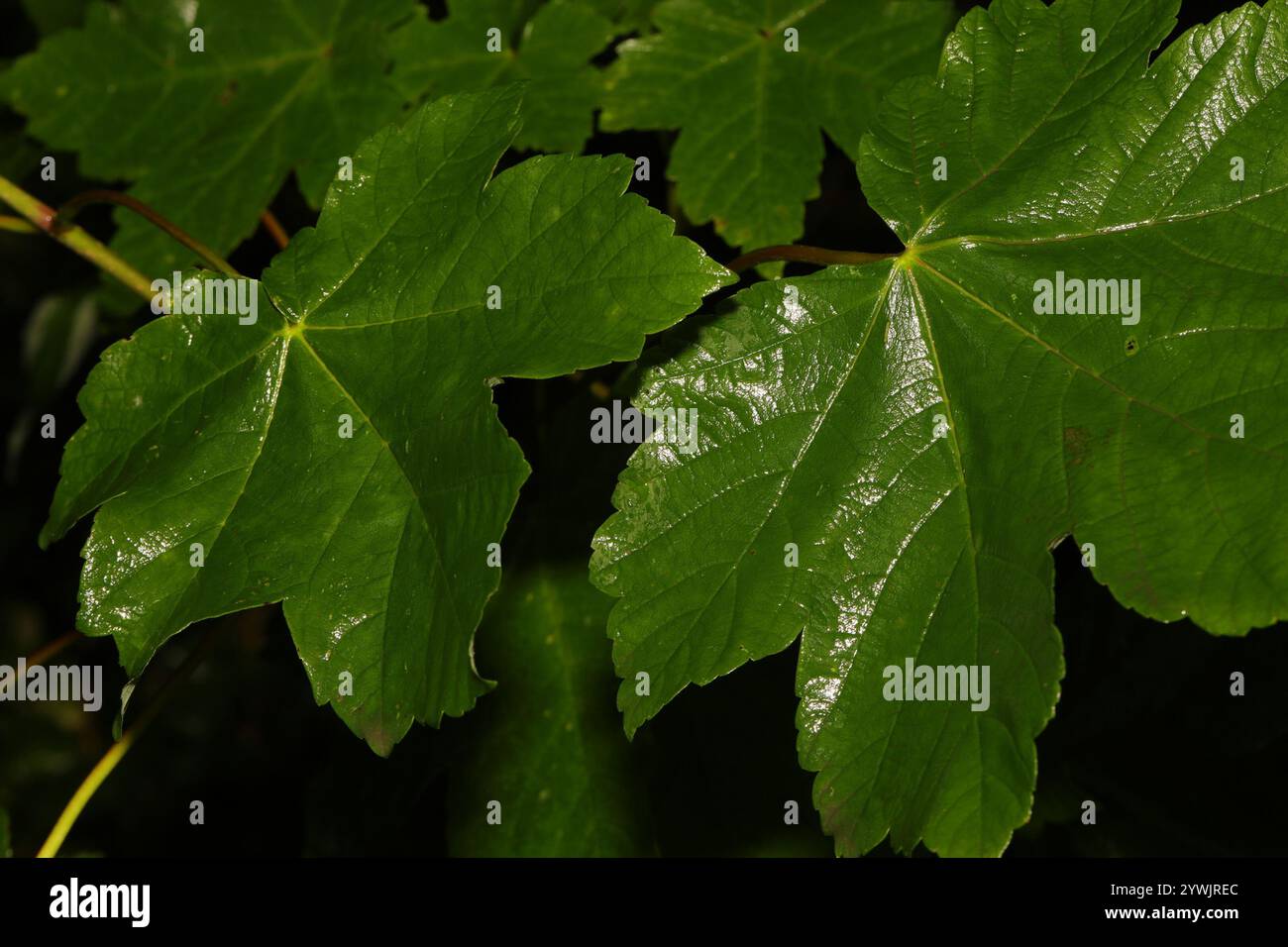 sycamore maple (Acer pseudoplatanus Stock Photo - Alamy